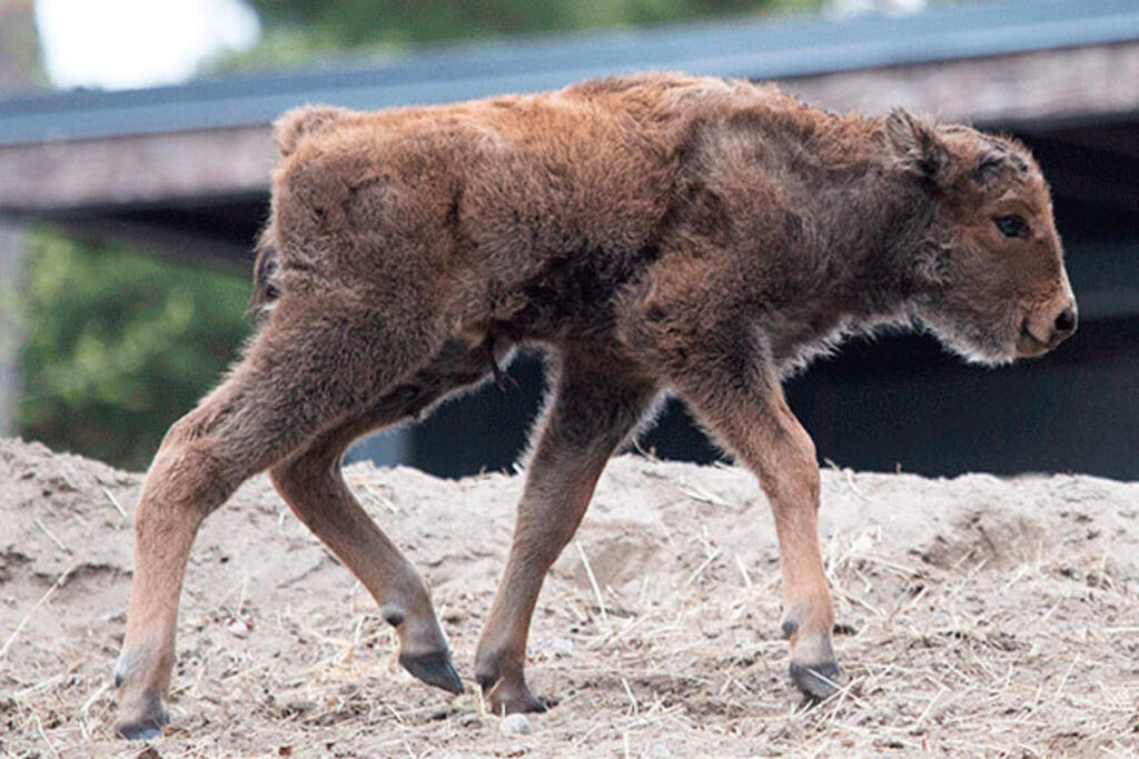 Korkeasaaren visenttilaumassa uusi jäsen | Helsingin kaupunki