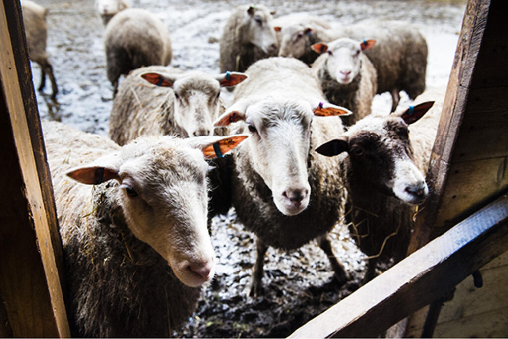 Haltialan tilan lampola on suljettu | Helsingin kaupunki